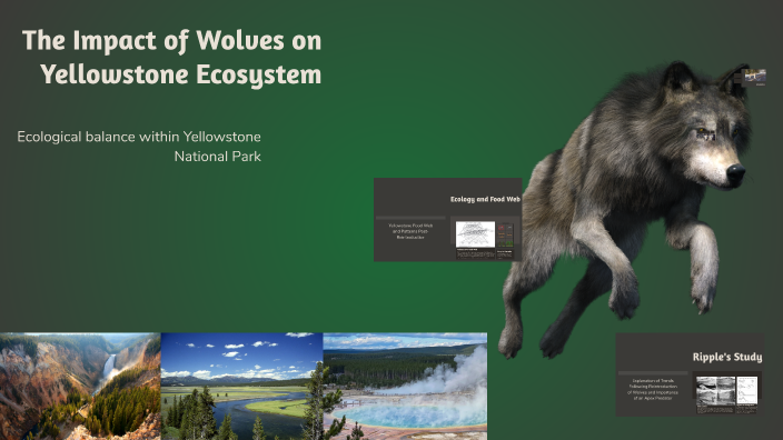 The Impact of Wolves on Yellowstone Ecosystem by Lily Apstein on Prezi