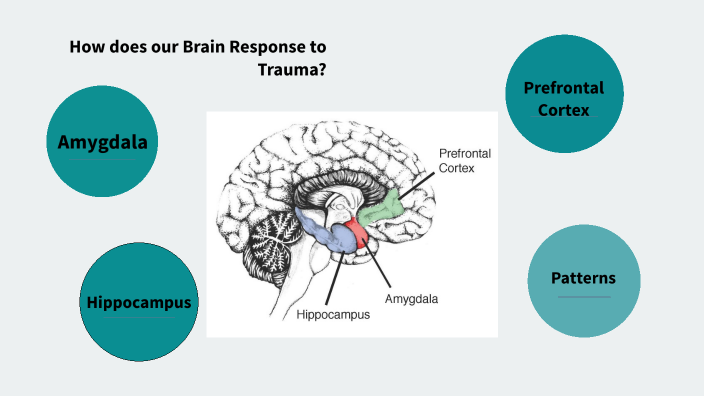 How Does our Brain Response To Trauma by Karly Mejia on Prezi