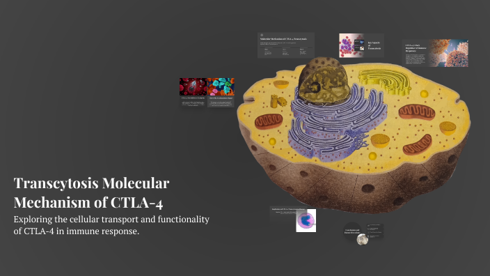 Transcytosis Molecular Mechanism of CTLA-4 by Cristina Bertinetti on Prezi