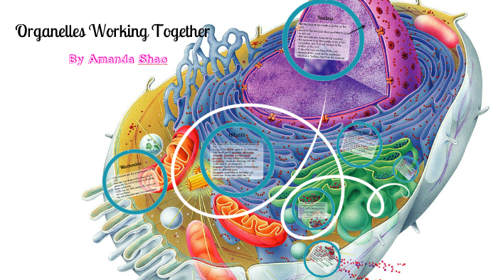 Organelles Working Together by Amanda Shao on Prezi