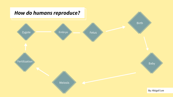 How do humans reproduce by Abigail L on Prezi
