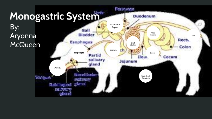 Monogastric System by Aryonna McQueen on Prezi