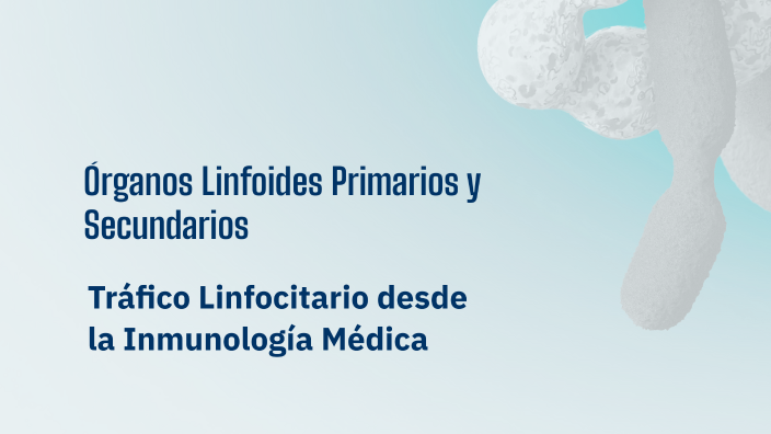 Órganos Linfoides Primarios y Secundarios by Ivan Castillo on Prezi