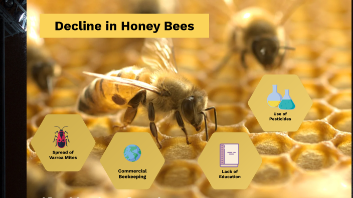 Decline in honey bees by Melinda Stafford on Prezi