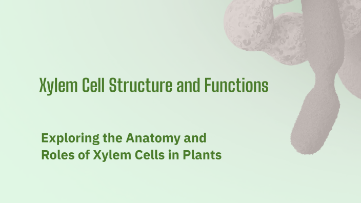 Xylem Cell Structure and Functions by Aden Visser on Prezi