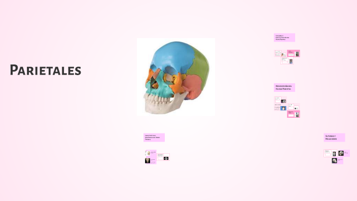 Anatomía Parietal by Nahiara Mata on Prezi