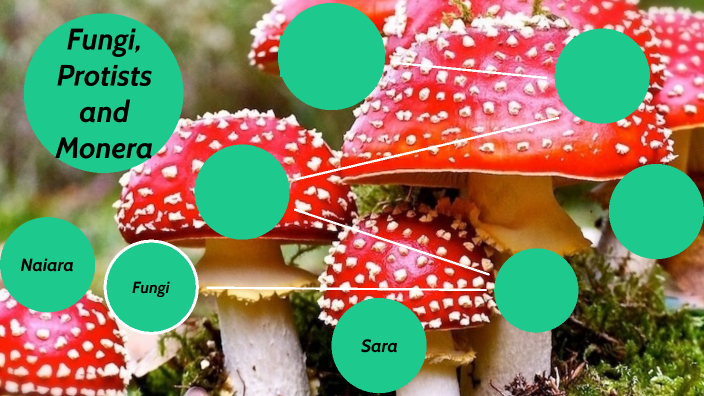 fungi,protist and monera kingdom by Sara Ozalla Leiva on Prezi