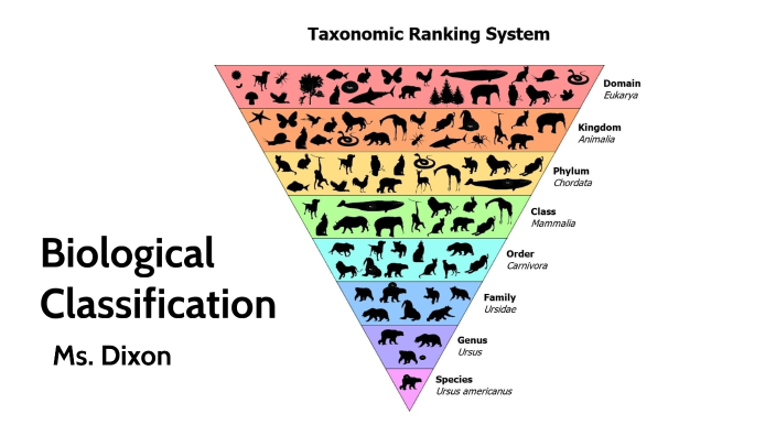 Biological Classification by Renee Dixon on Prezi