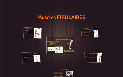Muscles FIBULAIRES by KAJA BALCER on Prezi