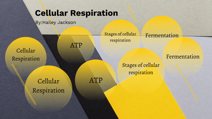 Cellular Respiration Mini Project by Hailey Jackson on Prezi