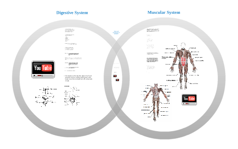 Digestive System and Muscular System by David Ukpere on Prezi