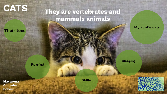 Macarena Cats by JUAN ANTONIO GONZALEZ REY on Prezi