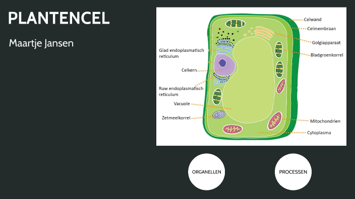 Plantencel by Maartje Jansen on Prezi