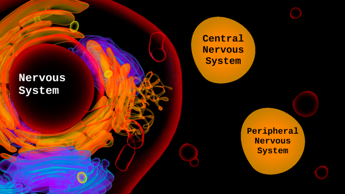 Nervous System Mapping by JORDAN NEIFERT on Prezi