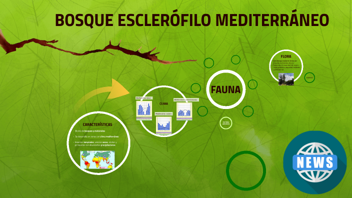 BOSQUE ESCLERÓFILO MEDITERRÁNEO by Reus Arola on Prezi
