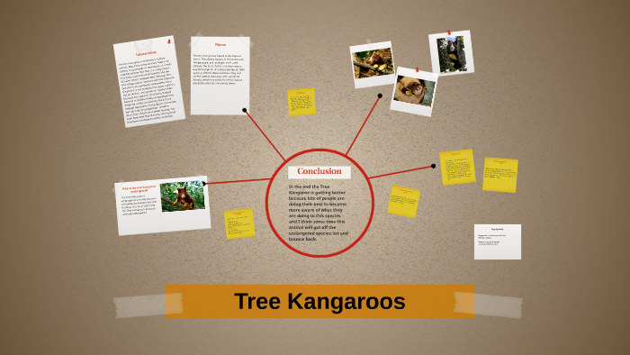 Why is the tree kangaroo endangered? by Riey Freed on Prezi