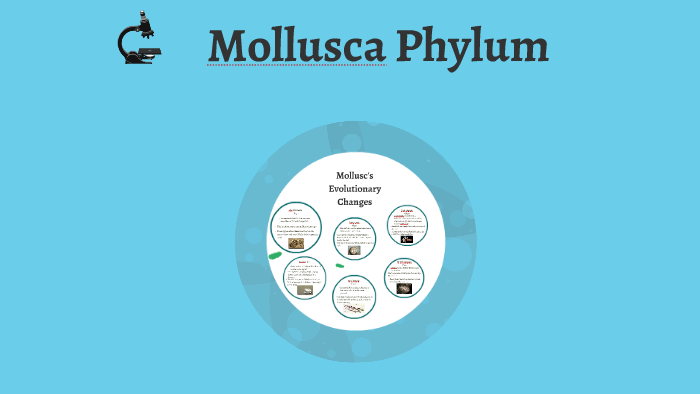 mollusca evolution by ant . on Prezi