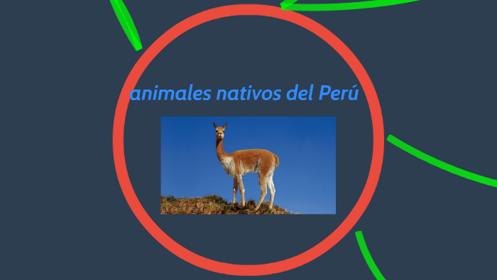 animales nativos del Perú by Leonardo Vila Flores