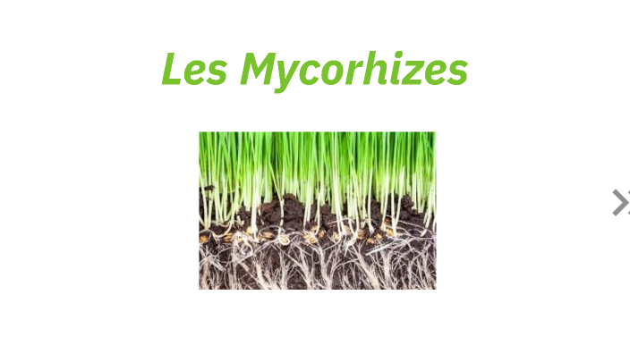 Les mycorhizes by livia Casanova on Prezi