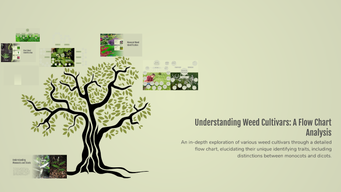 Understanding Weed Cultivars: A Flow Chart Analysis by Madalyne Soares ...