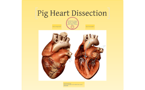Pig Heart Dissection by Paola Chousal on Prezi