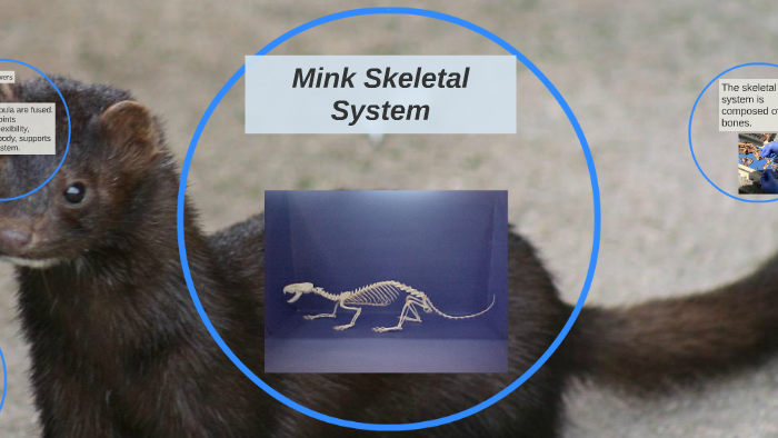 Mink Skeletal System by Ryan Goggles Long on Prezi