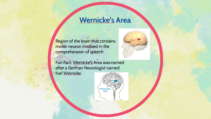 The Brain by Michael Jobson on Prezi