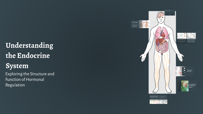 Understanding the Endocrine System by ERINA IBISHI on Prezi