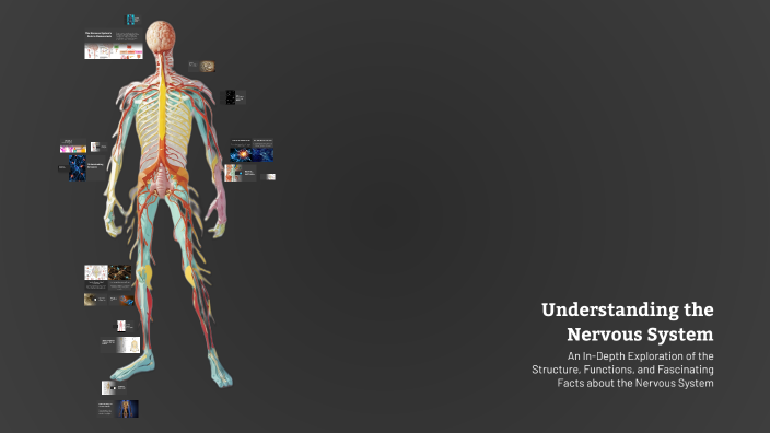 Understanding the Nervous System by Luke LEROY on Prezi