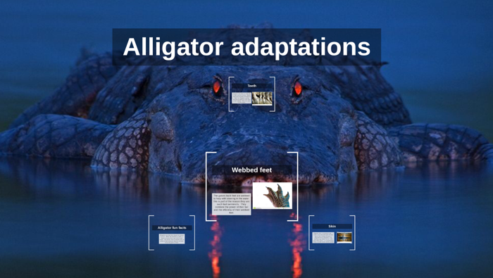 Alligator adaptations by Wyatt H on Prezi