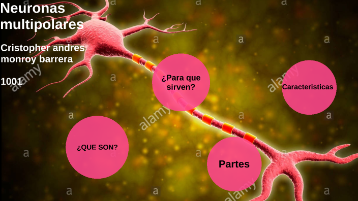 neuronas multipolares by andres monroy on Prezi