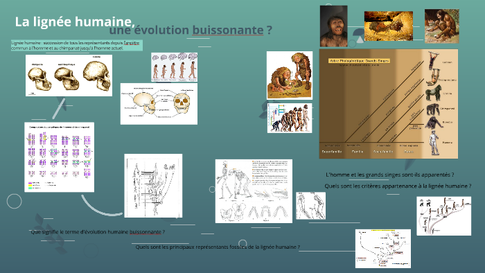 La Lignée Humaine Une évolution Buissonante By Camille Rmr On Prezi