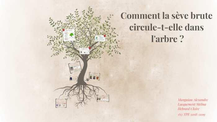 Comment la sève brute circule-t-elle dans l'arbre ? by alexandre ...