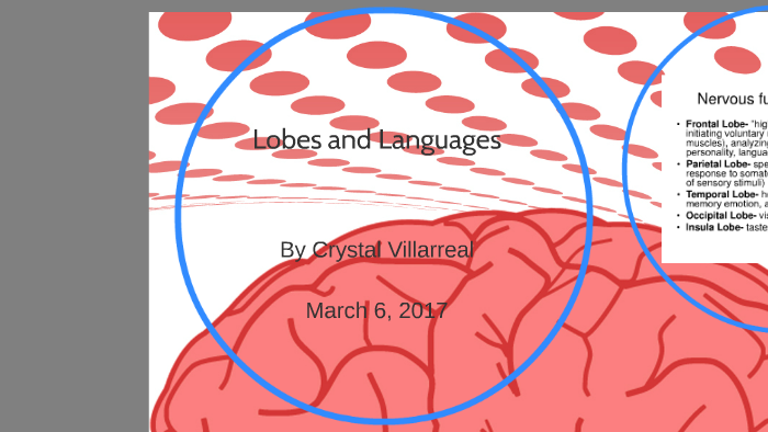 Lobes and Languages by Crystal Villarreal on Prezi