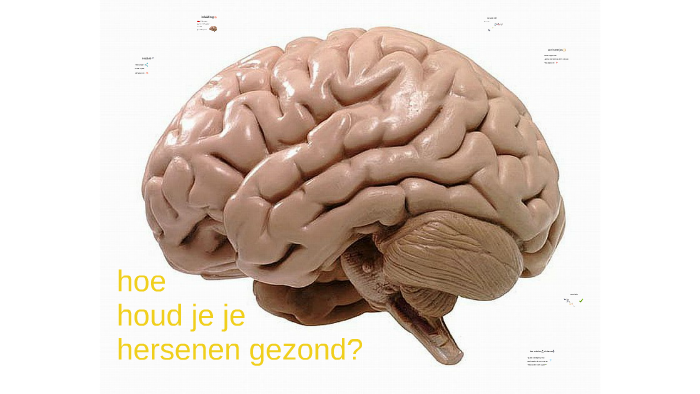 hersenen by O D on Prezi