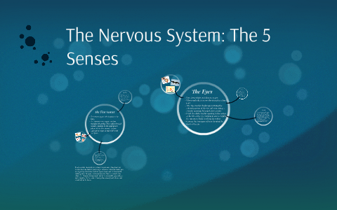 The Nervous System: The 5 Senses by Inez Berrios on Prezi
