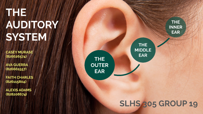 auditory system by Casey Murase on Prezi