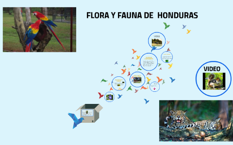 FAUNA DE HONDURAS by loyda ramos