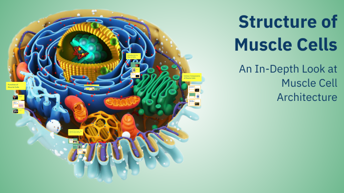 Structure of Muscle Cells by Trond Jens on Prezi