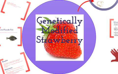 Genetically Modified Strawberries by Emily Kneller on Prezi