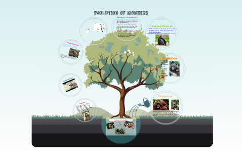 Evolution of Monkeys by Rachel Drost on Prezi