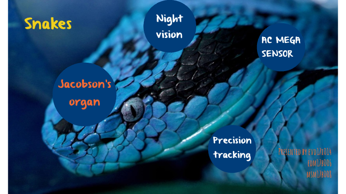 Biomimicry snakes by Srikar Deverakonda on Prezi