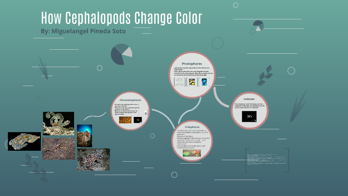 How Cephalopods Change Color by Miguel Angel on Prezi