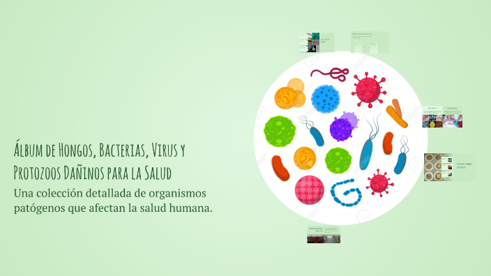 Álbum de Hongos, Bacterias, Virus y Protozoos Dañinos para la Salud by ...