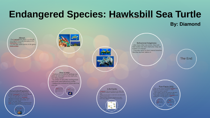 Endangered Species: Hawksbill Sea Turtle by Diamond Derkes on Prezi