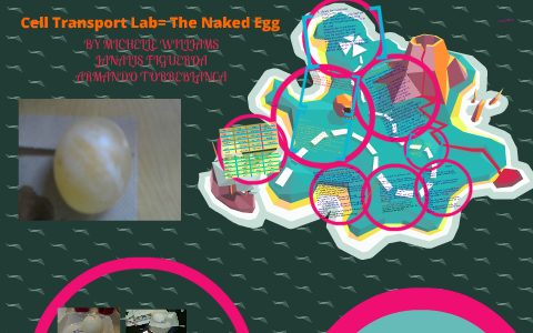 the naked egg lab by Michelle Williams on Prezi