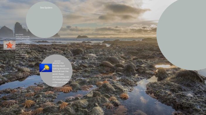 Inter tidal ecosystems by Reily M. Walker on Prezi