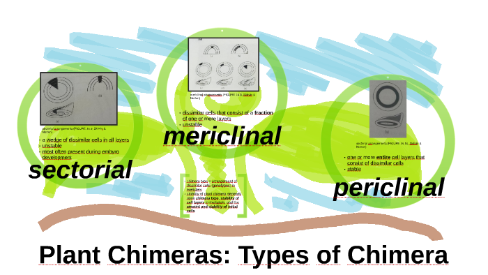 Plant Chimeras: Types of Chimera by Natasha Kacoroski on Prezi