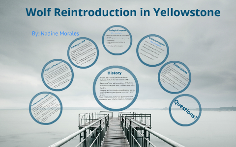 Wolf Reintroduction in Yellowstone by Nadine Morales on Prezi