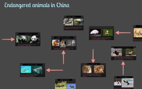 Endangered animals in China by jayden henton